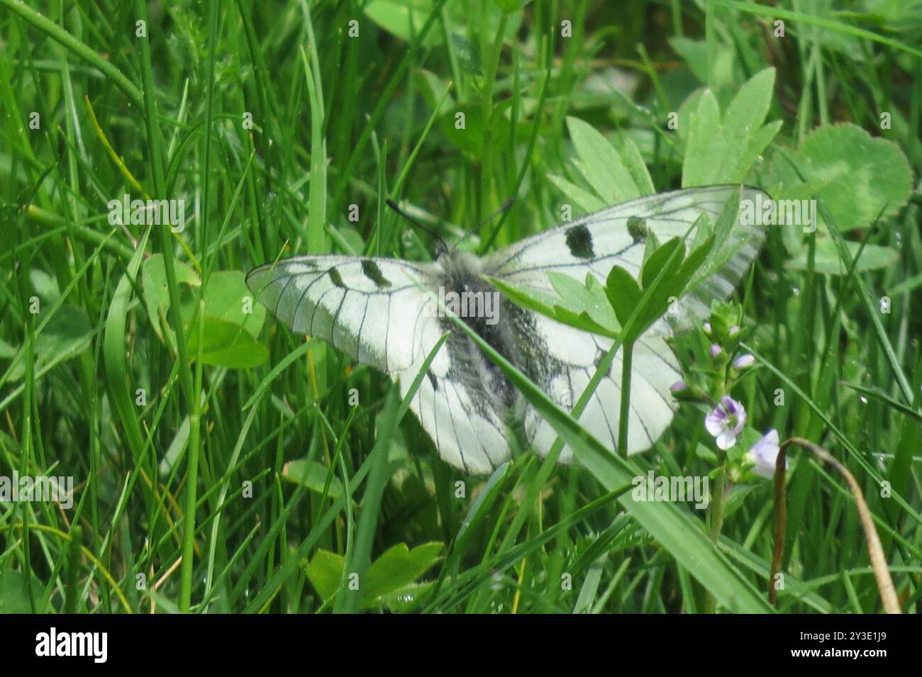 Clouded Apollo (Parnassius mnemosyne) Insecta Stock Photo - Alamy