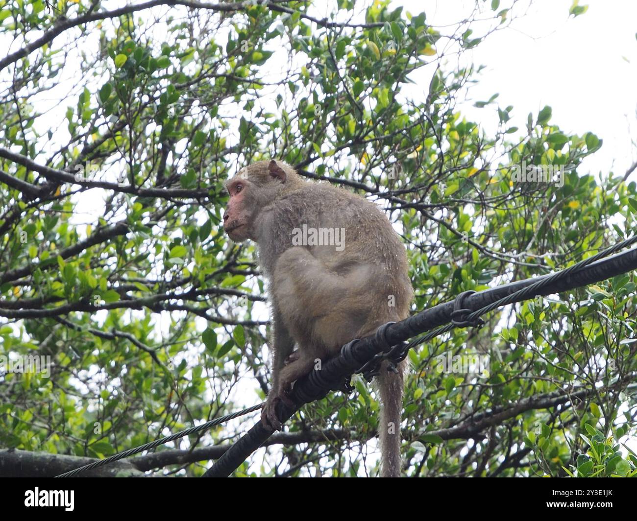 Formosan Rock Macaque (Macaca cyclopis) Mammalia Stock Photo - Alamy