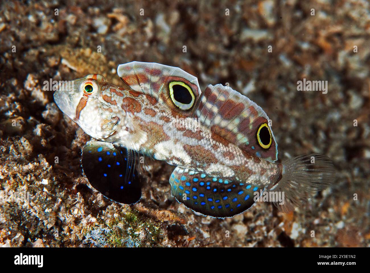 Signal Gobie at White Beach Stock Photo - Alamy