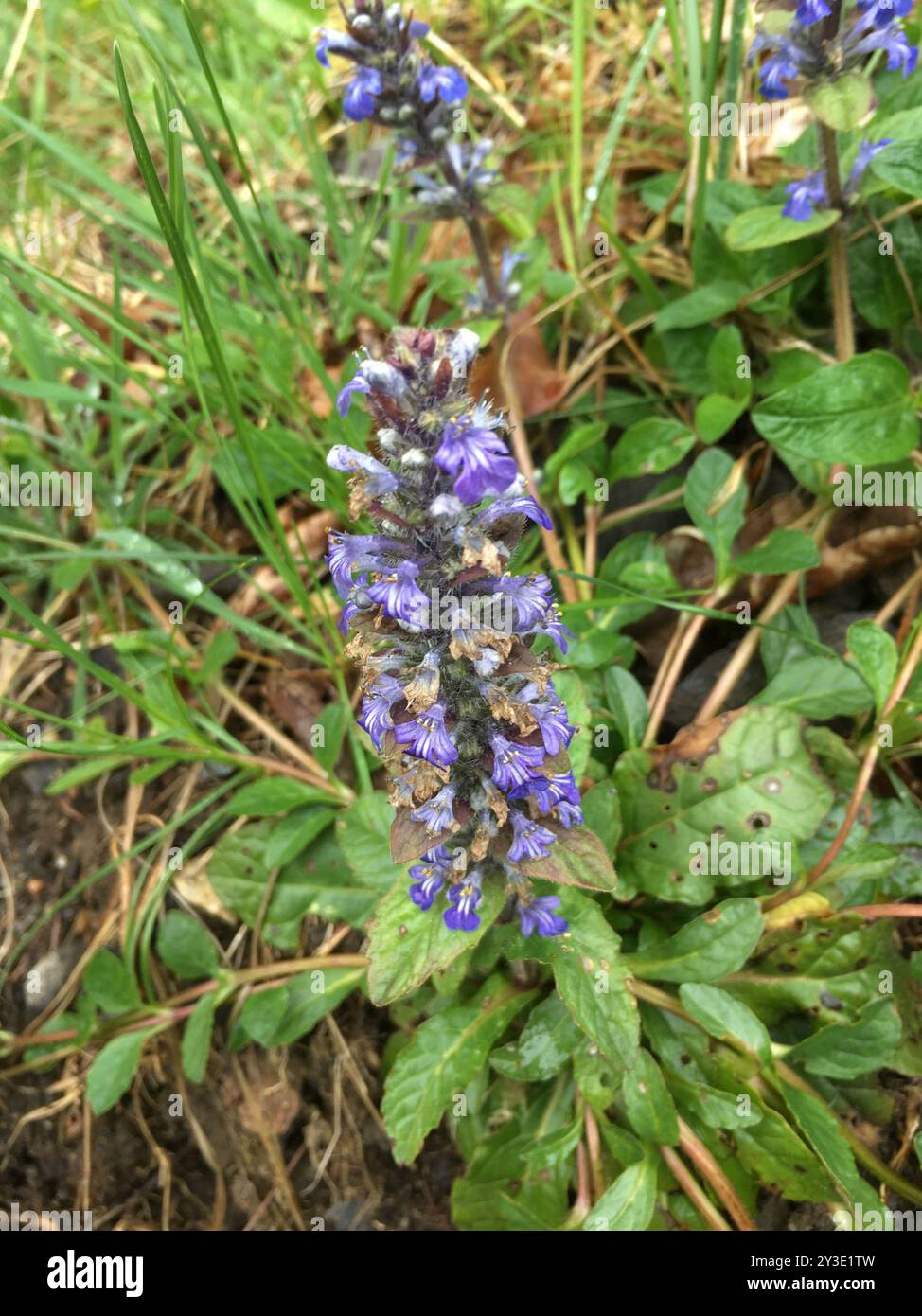 carpet bugle (Ajuga reptans) Plantae Stock Photo - Alamy
