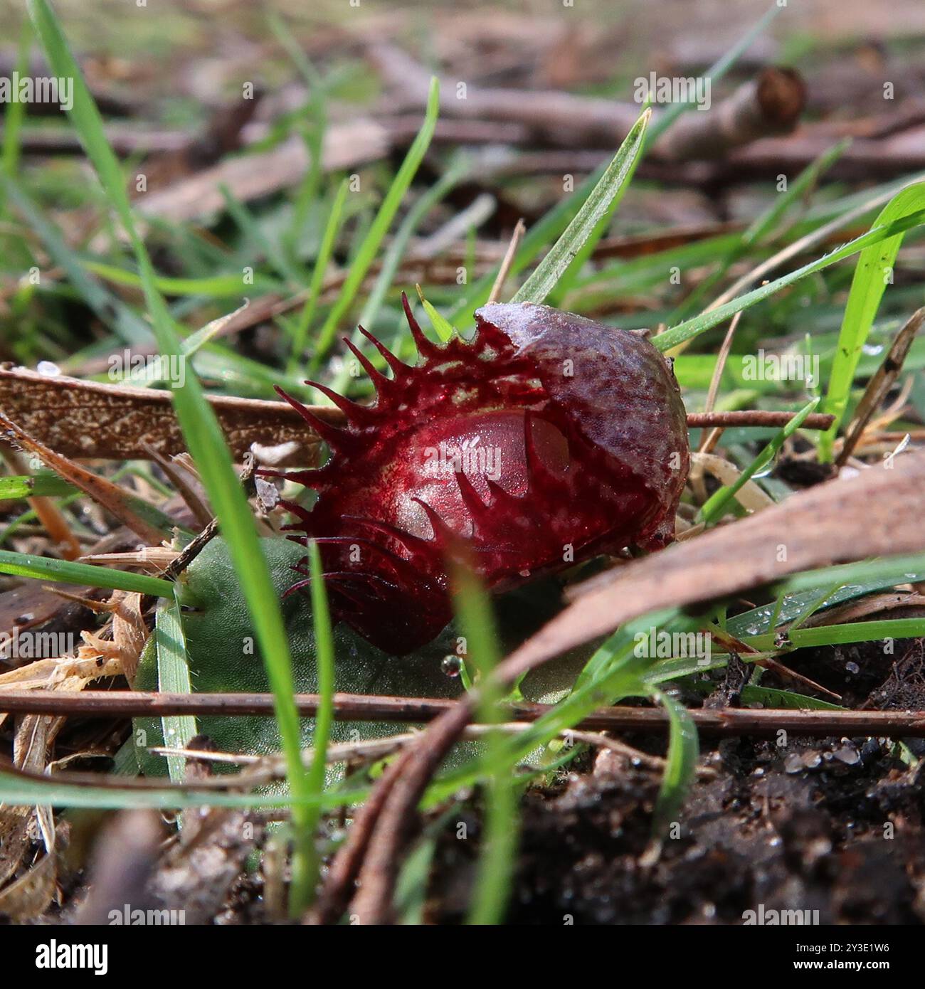 Fringed Helmet-orchid (Corybas fimbriatus) Plantae Stock Photo - Alamy