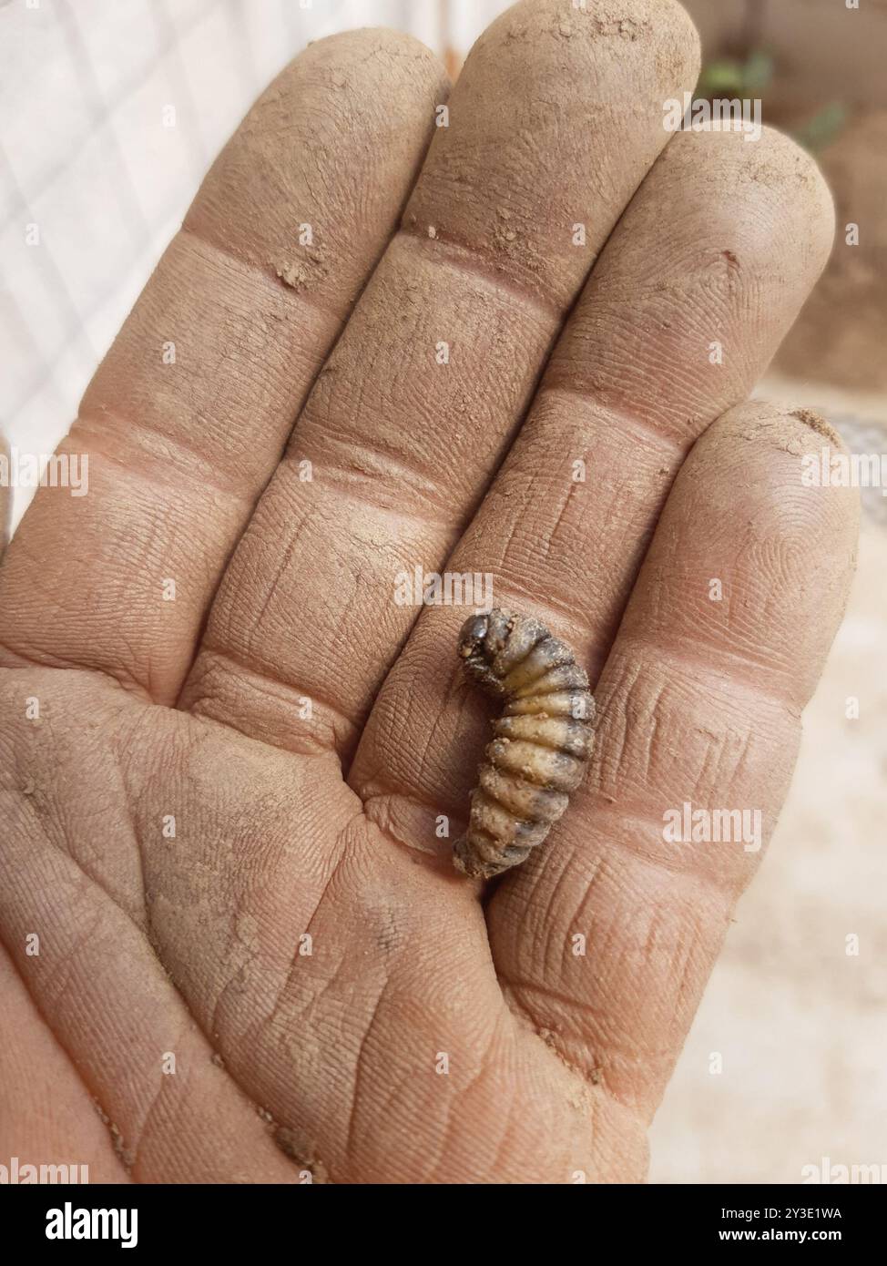 Cutworms and Dart Moths (Noctuinae) Insecta Stock Photo - Alamy