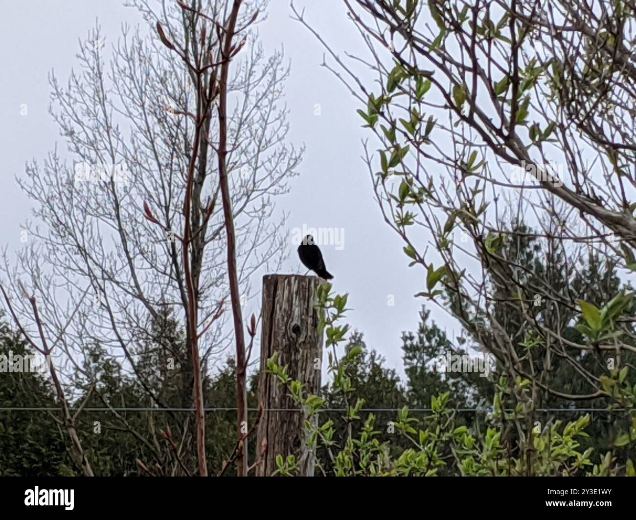New World Blackbirds and Orioles (Icteridae) Aves Stock Photo - Alamy