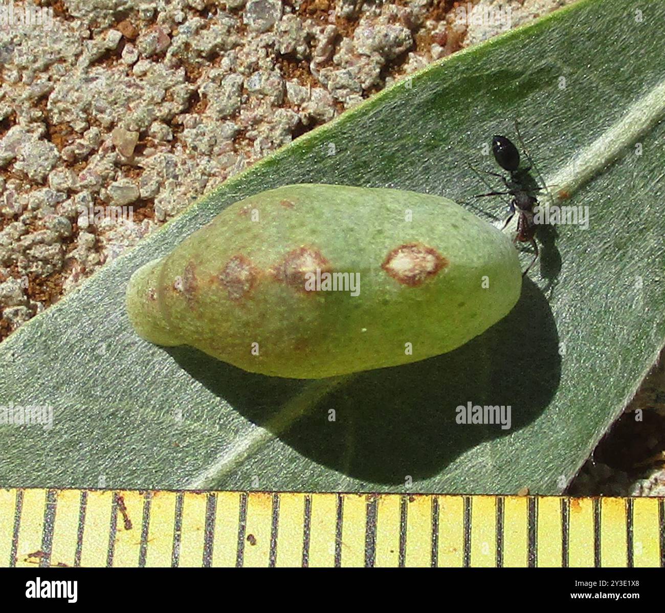 Southern Sapphire (Iolaus silas) Insecta Stock Photo - Alamy