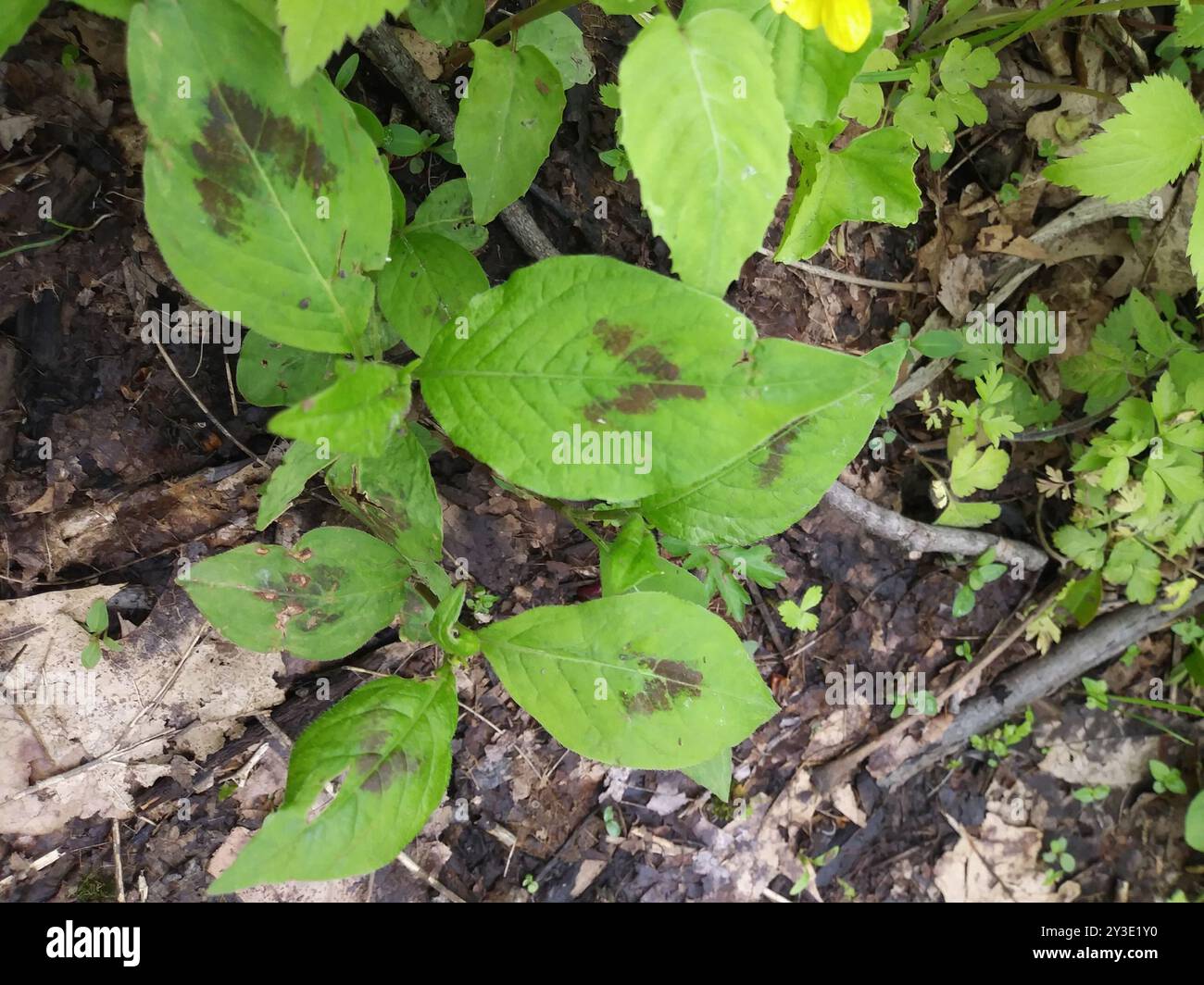 American jumpseed (Persicaria virginiana) Plantae Stock Photo - Alamy