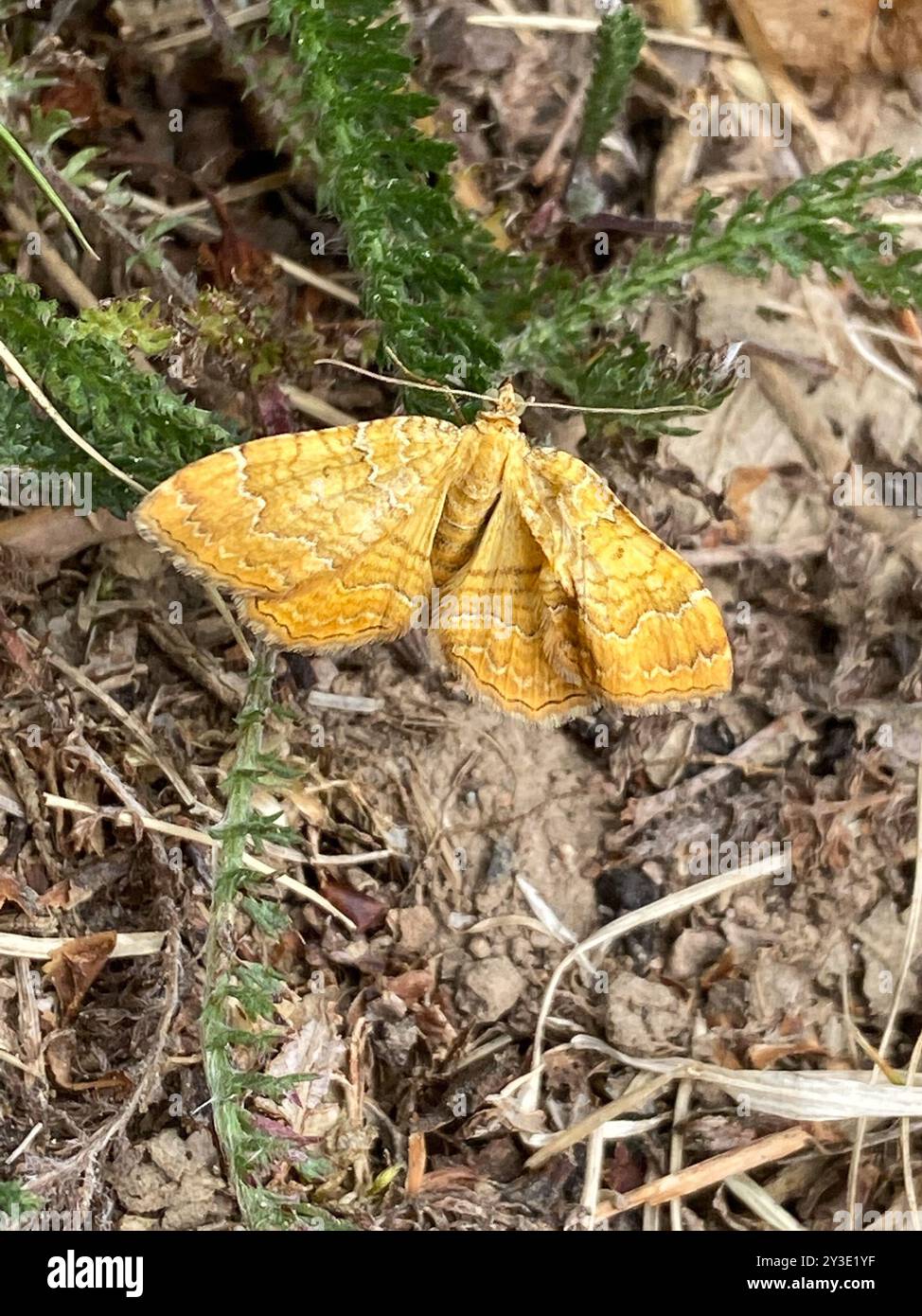 Yellow Shell Moth (Camptogramma bilineata) Insecta Stock Photo - Alamy