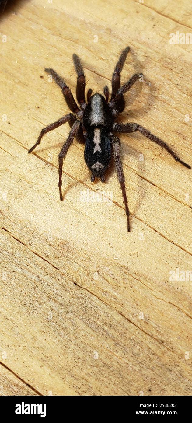 Eastern Parson Spider (Herpyllus ecclesiasticus) Arachnida Stock Photo ...