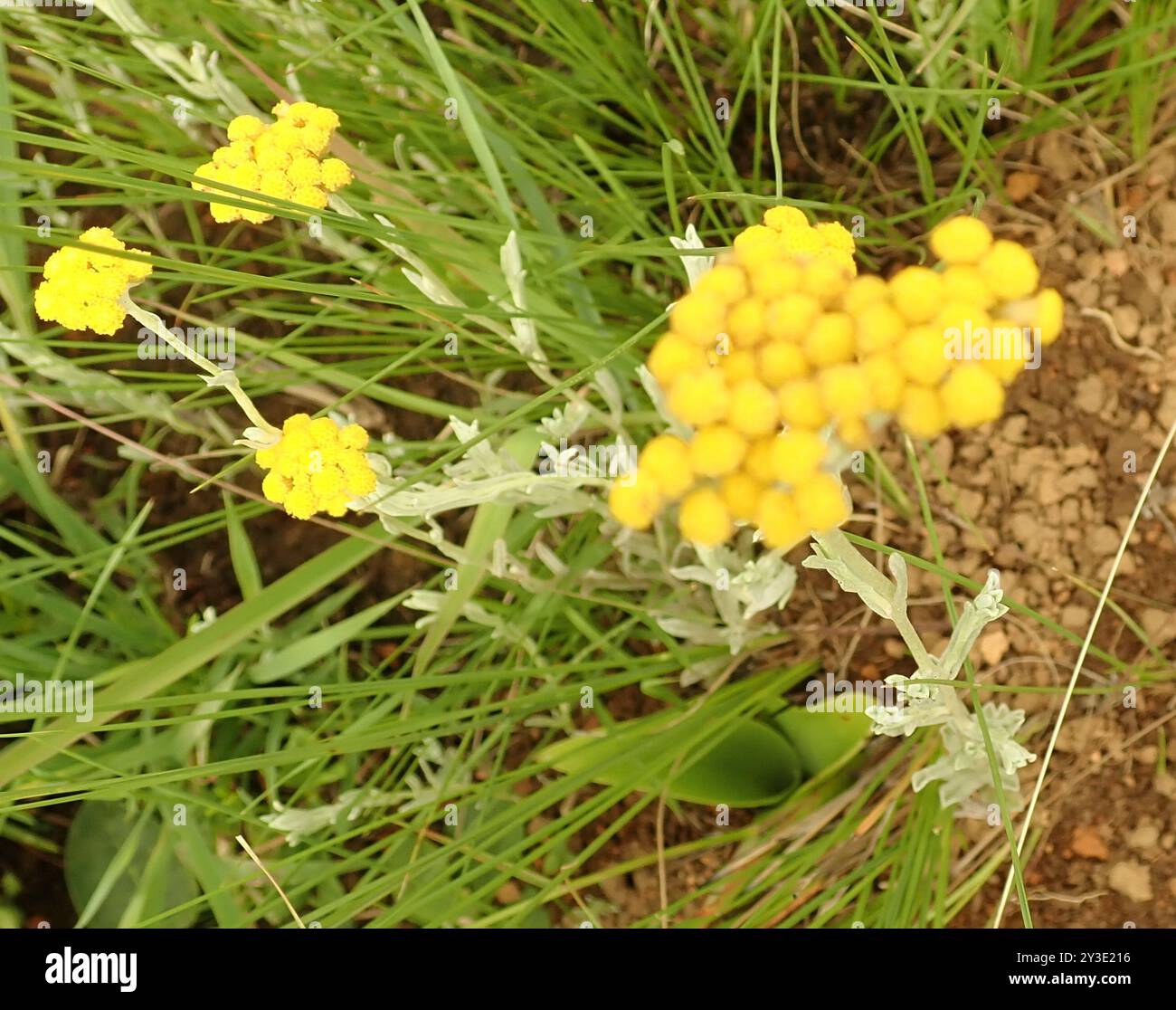 Golden Everlasting (Helichrysum aureonitens) Plantae Stock Photo - Alamy