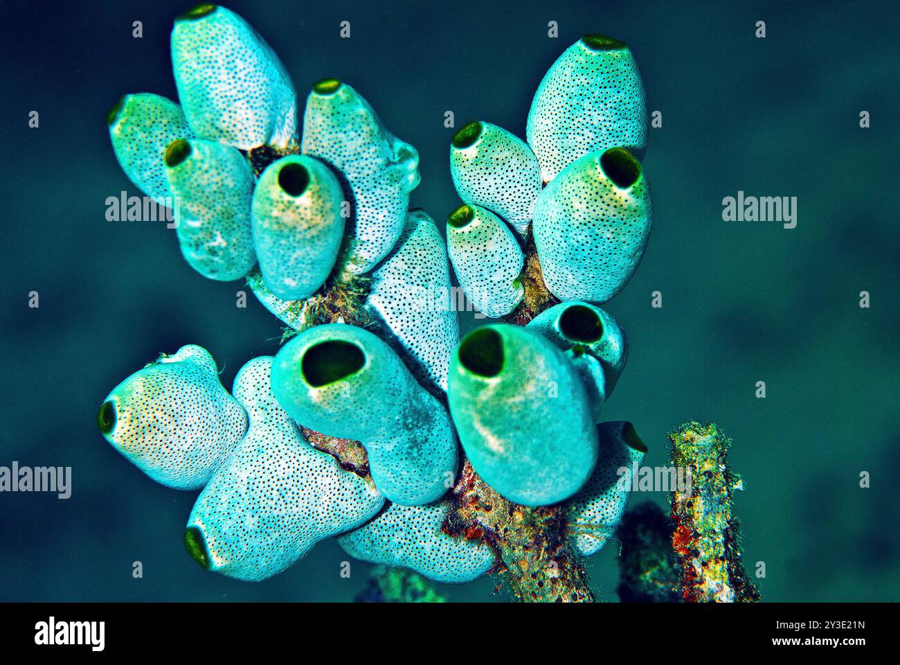Cluster of marine organisms hi-res stock photography and images - Alamy