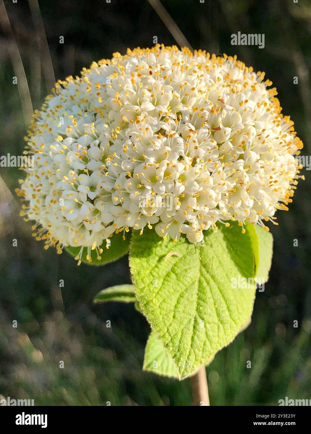 Wayfaring-tree (Viburnum lantana) Plantae Stock Photo - Alamy