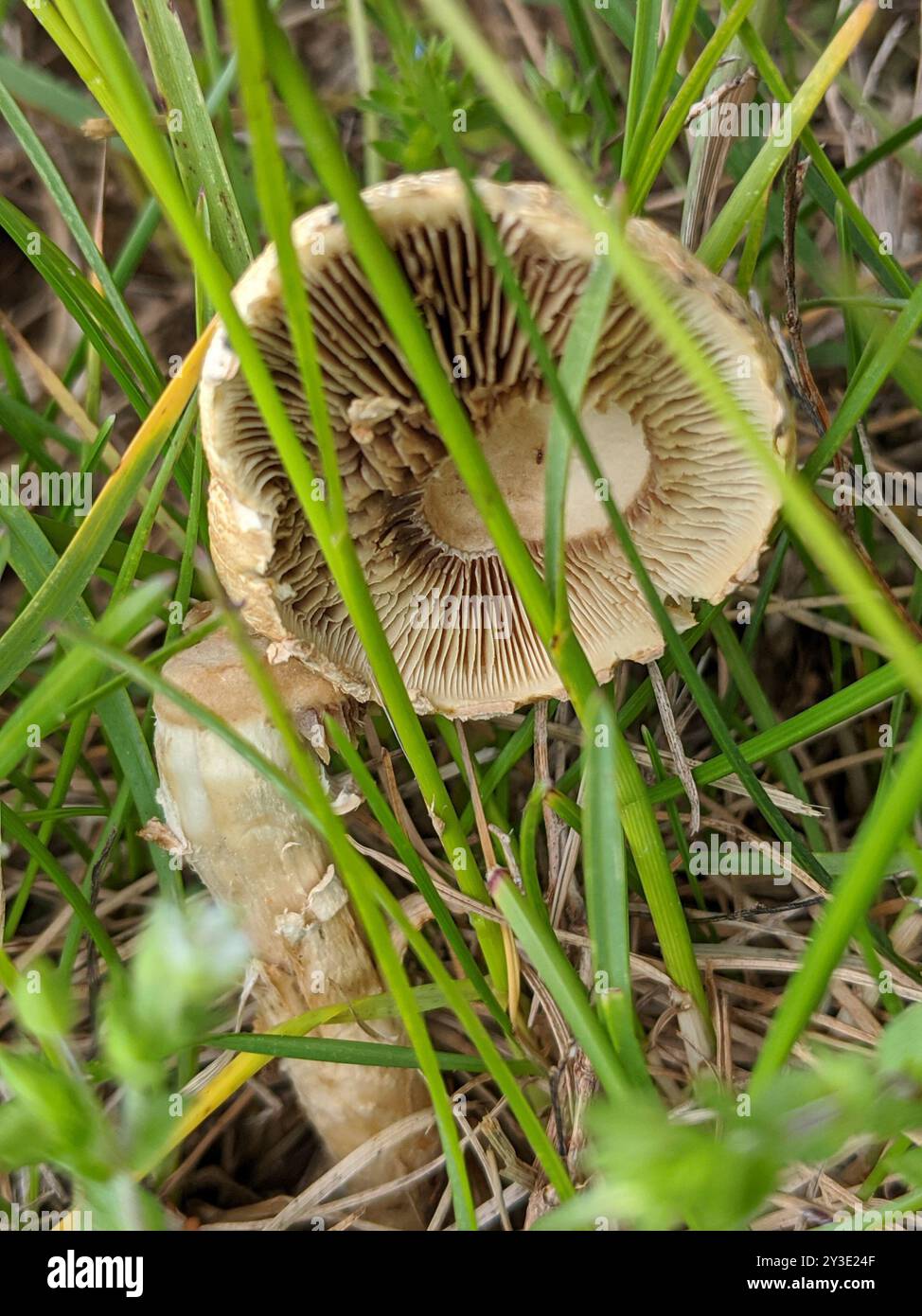 Common Fieldcap (Agrocybe pediades) Fungi Stock Photo - Alamy