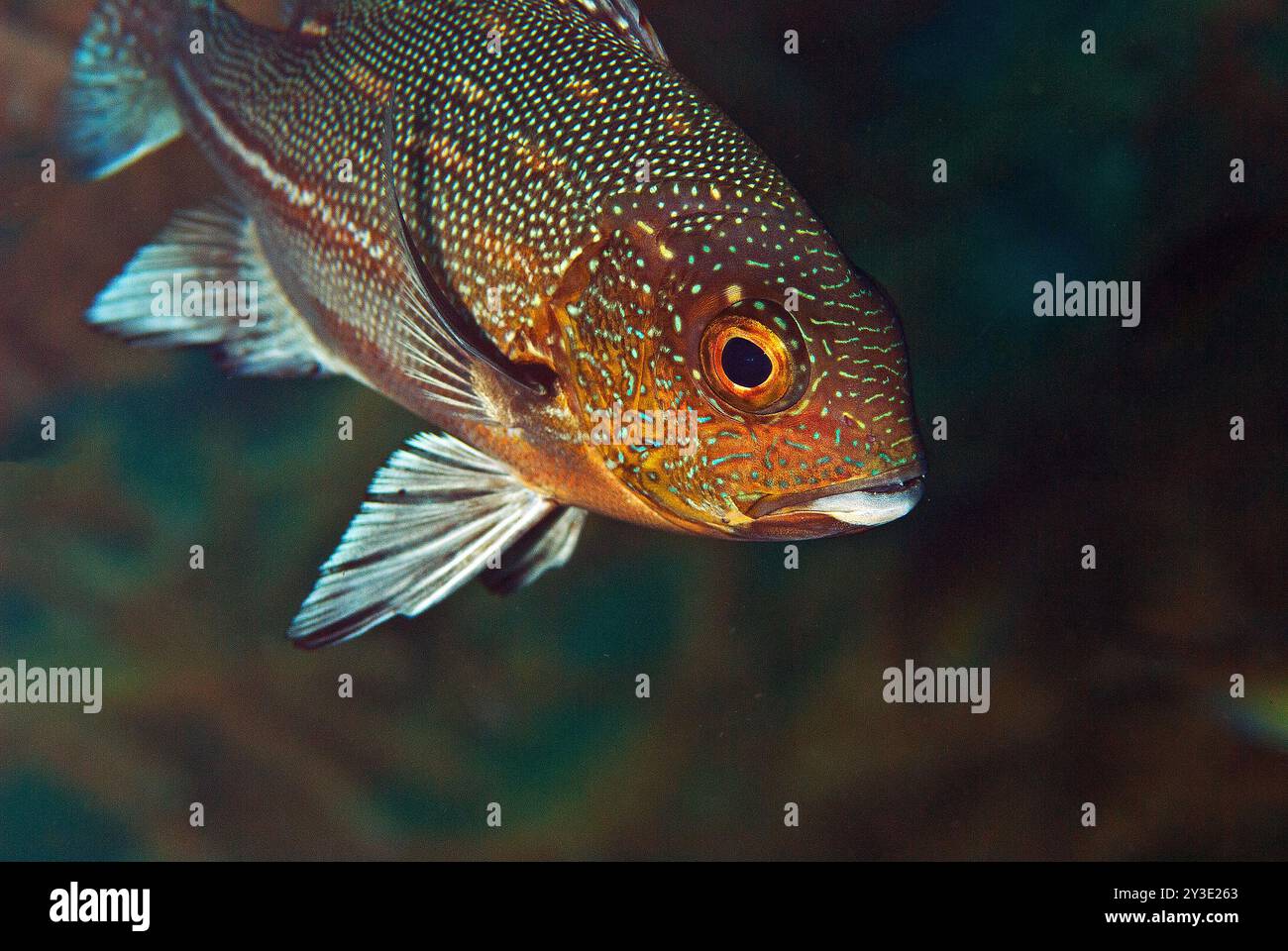 Midnight underwater hi-res stock photography and images - Alamy