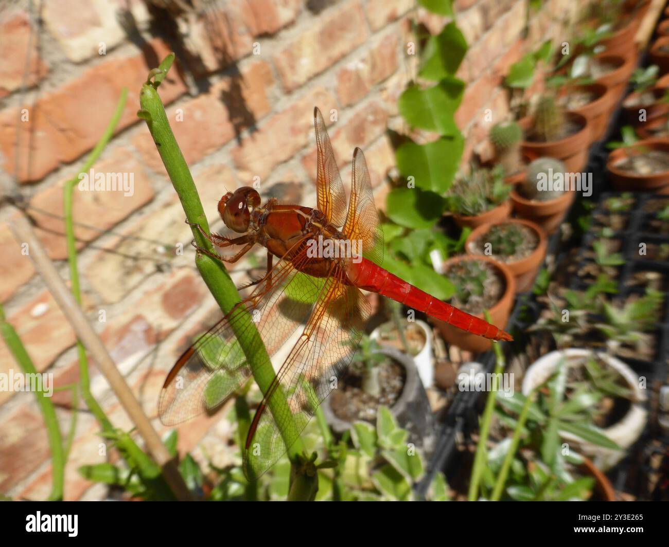 Neon Skimmer (Libellula croceipennis) Insecta Stock Photo - Alamy