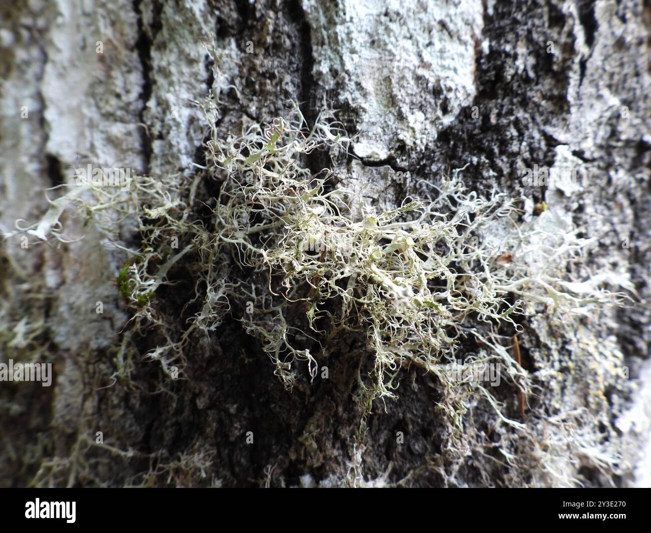 Great Ciliated Lichen (Anaptychia ciliaris) Fungi Stock Photo - Alamy