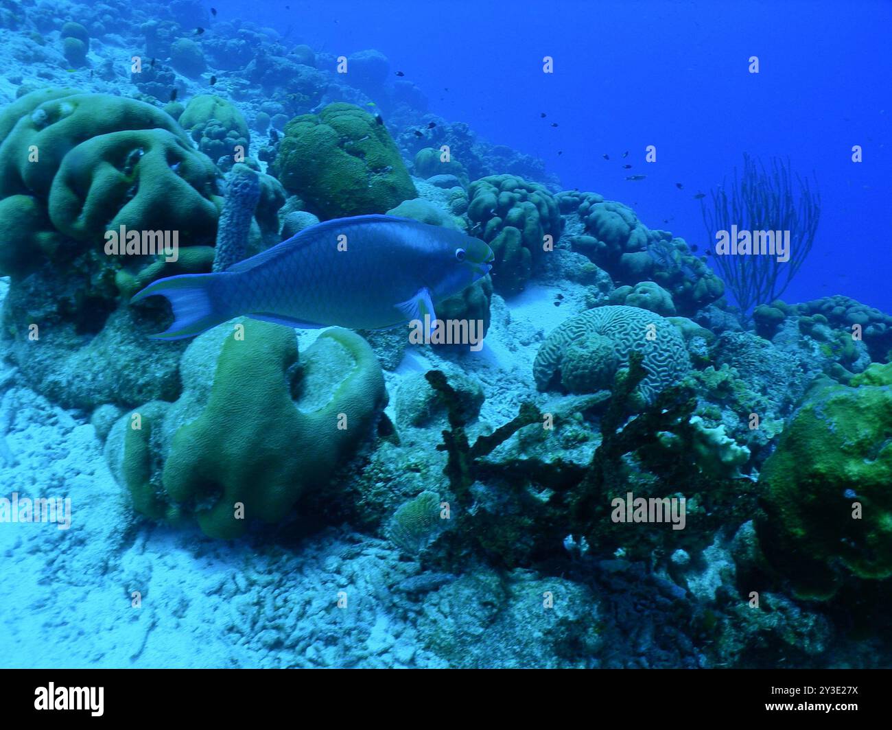 Queen Parrotfish (Scarus vetula) Actinopterygii Stock Photo - Alamy