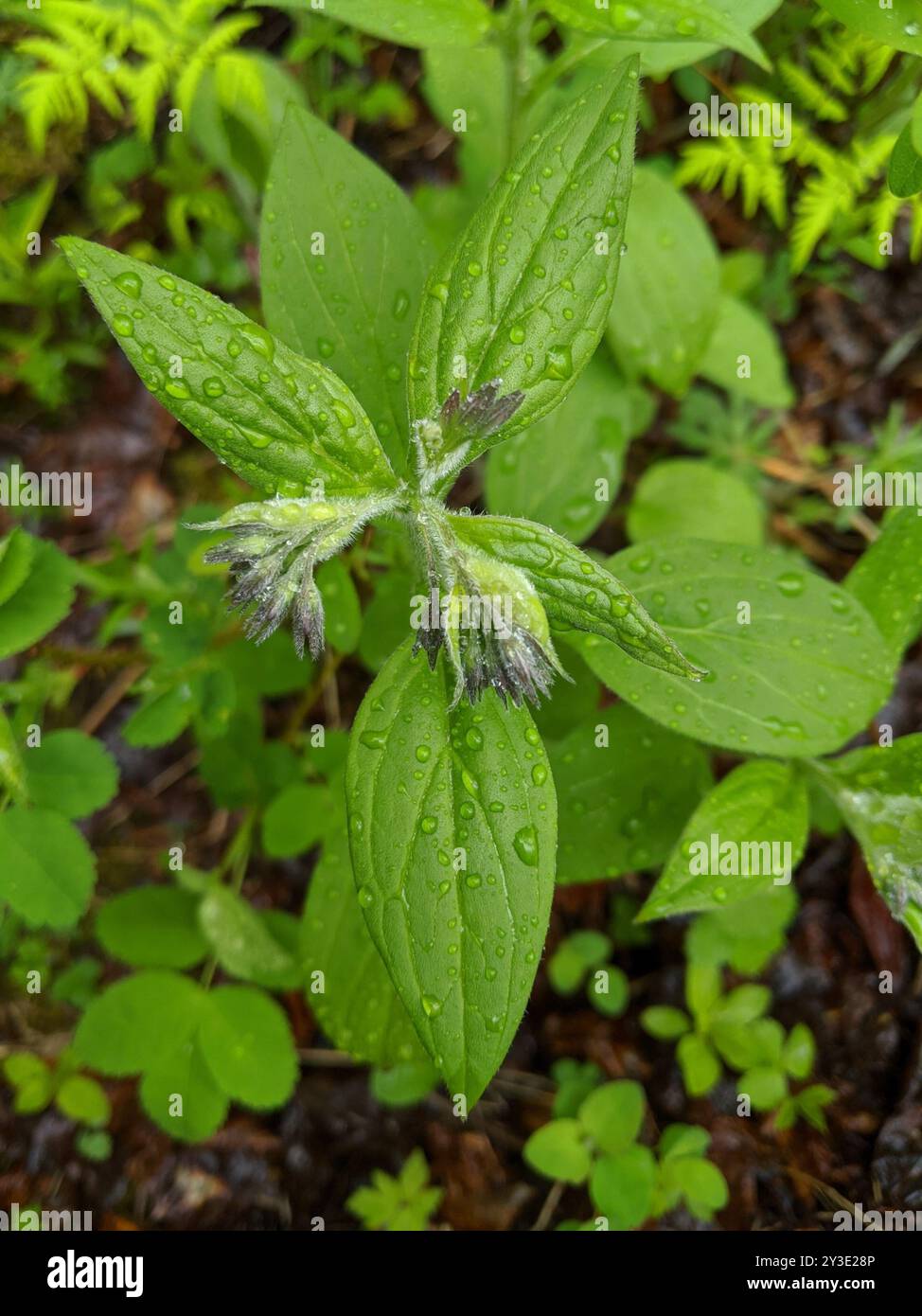 Tall Bluebell (Mertensia paniculata) Plantae Stock Photo - Alamy