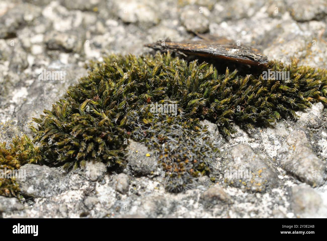 Anomalous Bristle-moss (Orthotrichum anomalum) Plantae Stock Photo - Alamy