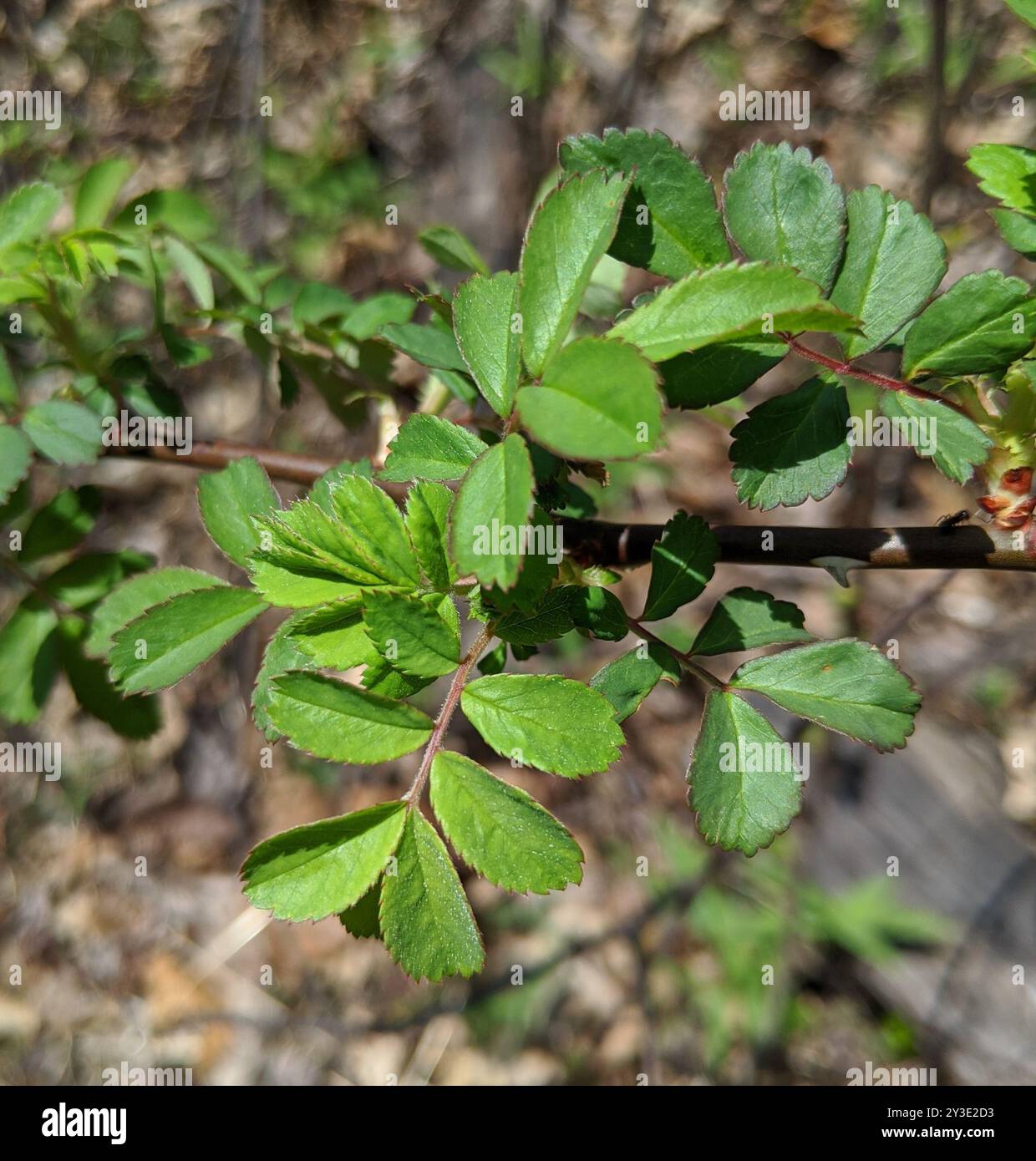multiflora rose (Rosa multiflora) Plantae Stock Photo - Alamy