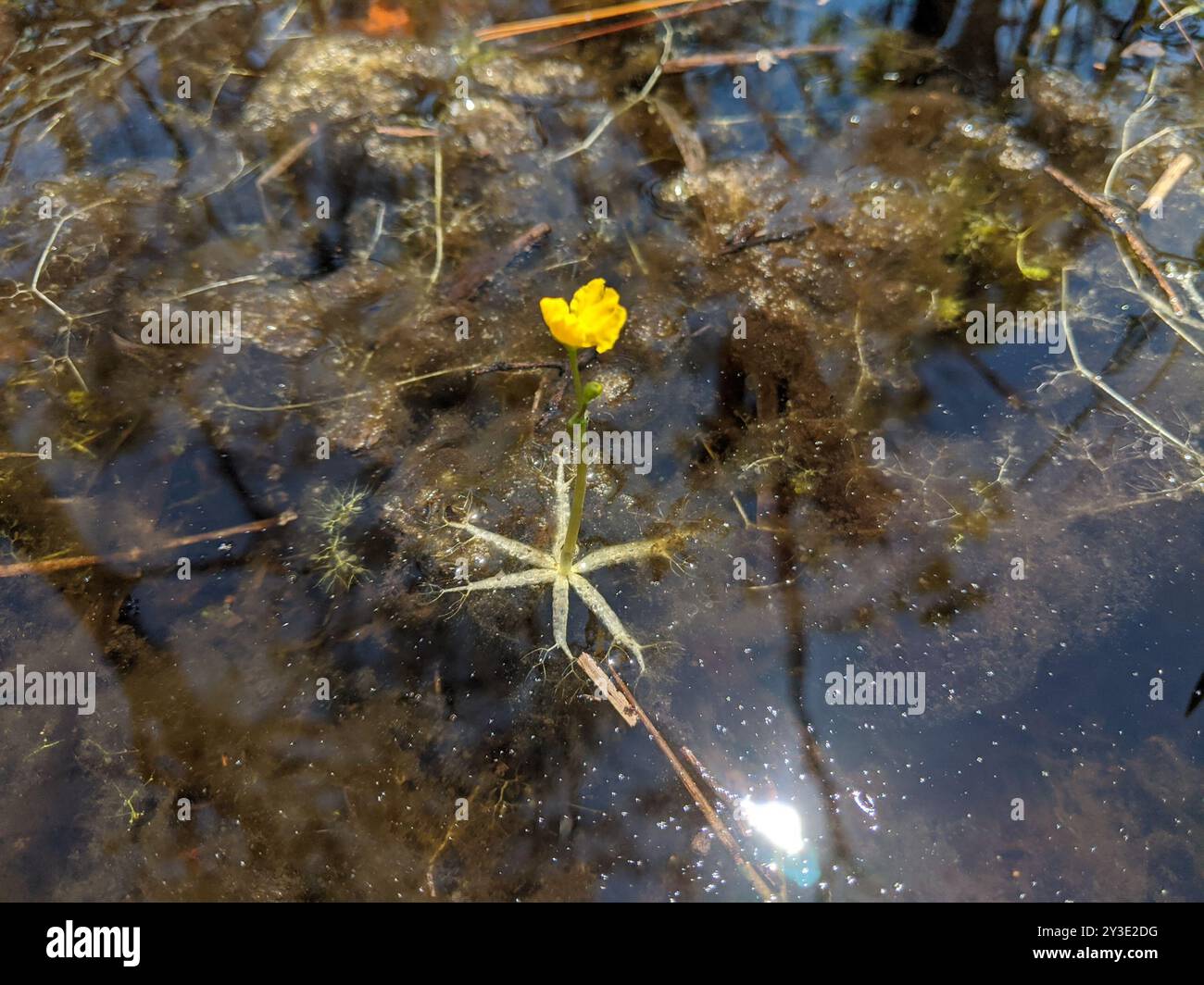 Small Swollen Bladderwort (Utricularia radiata) Plantae Stock Photo - Alamy