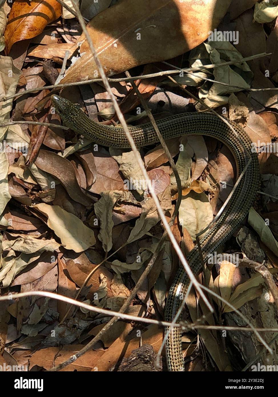 Eastern Glass Lizard (Ophisaurus ventralis) Reptilia Stock Photo - Alamy