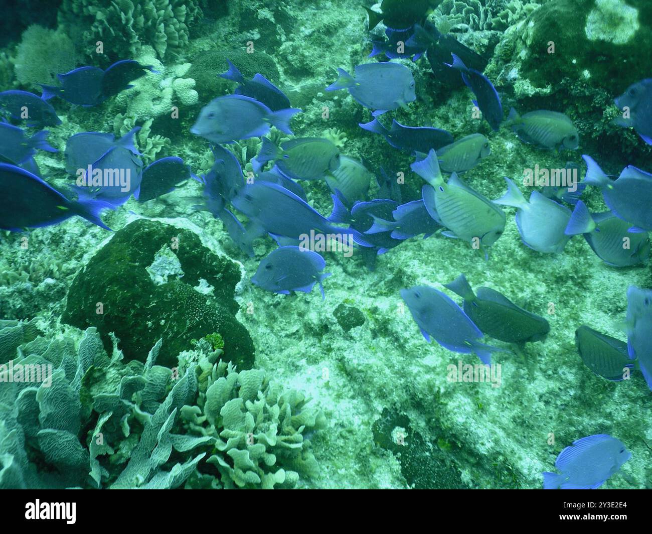 Atlantic Blue Tang (Acanthurus coeruleus) Actinopterygii Stock Photo ...