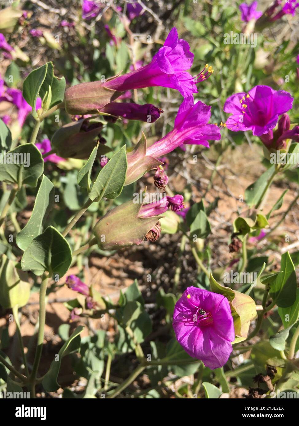Colorado Four o'Clock (Mirabilis multiflora) Plantae Stock Photo - Alamy