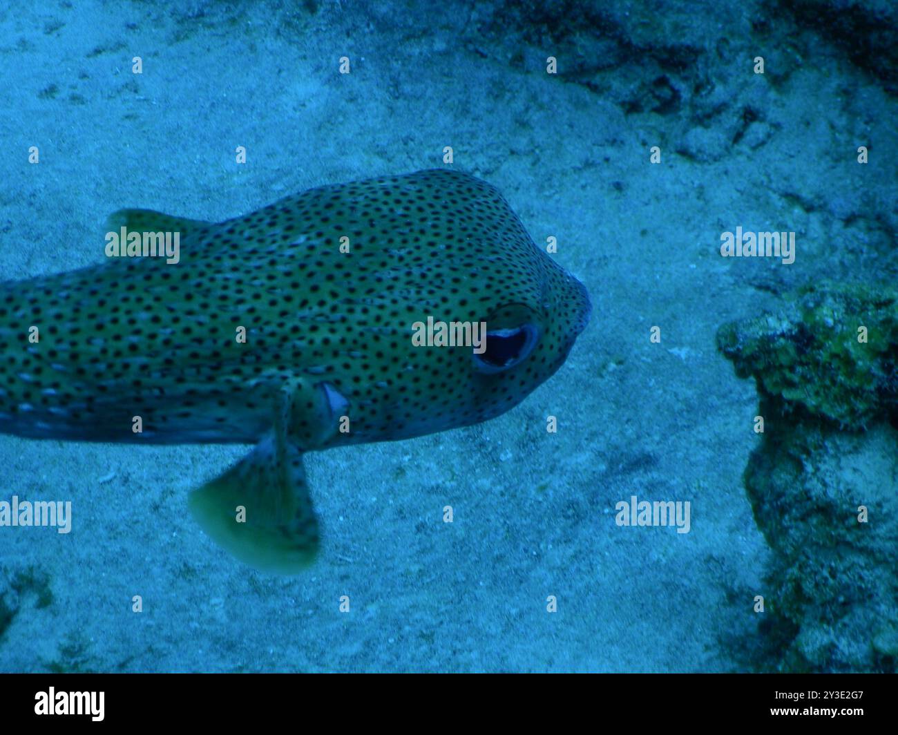 Spotted Porcupinefish (Diodon hystrix) Actinopterygii Stock Photo - Alamy