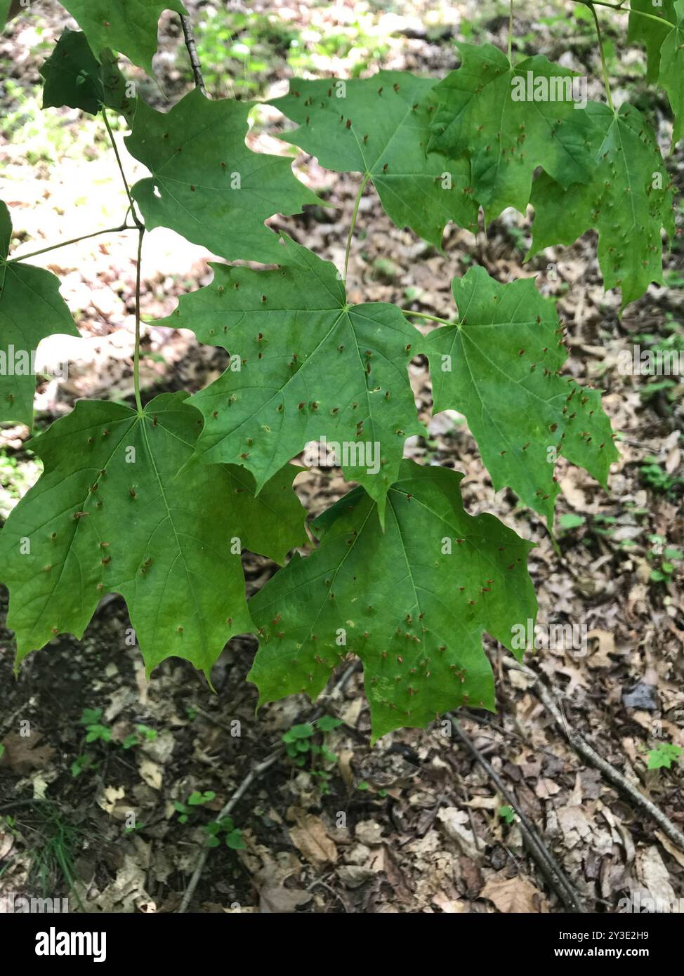 Maple Spindle Gall Mite (Vasates aceriscrumena) Arachnida Stock Photo ...