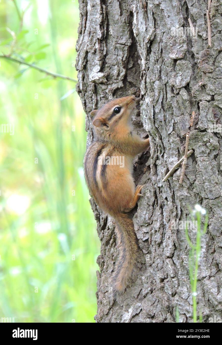 Eastern Chipmunk (Tamias striatus) Mammalia Stock Photo - Alamy