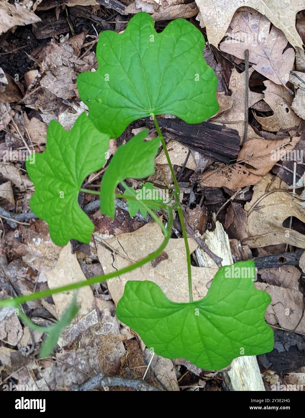 moonseed (Menispermum canadense) Plantae Stock Photo - Alamy