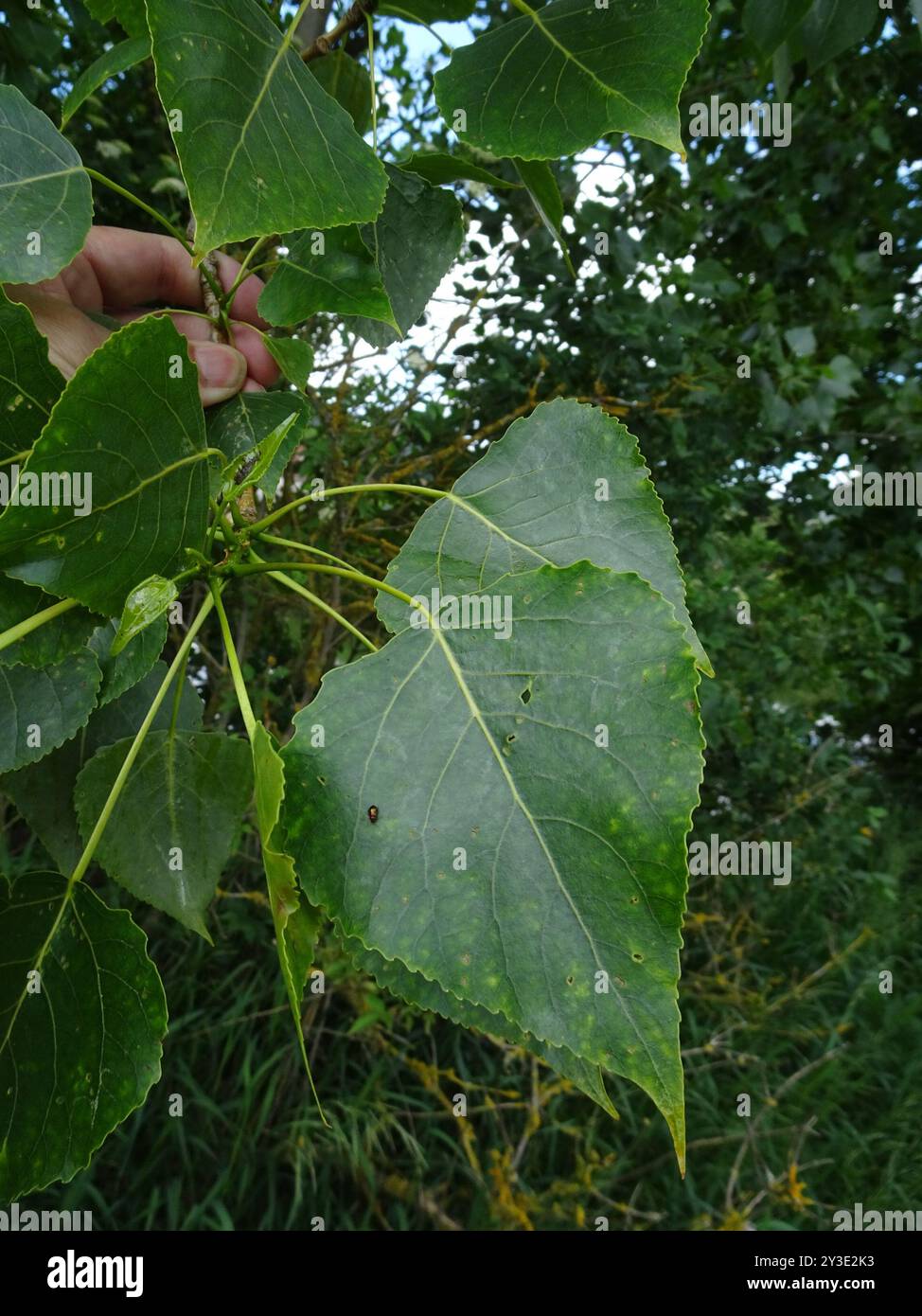 Hybrid Black-poplar (Populus × canadensis) Plantae Stock Photo - Alamy
