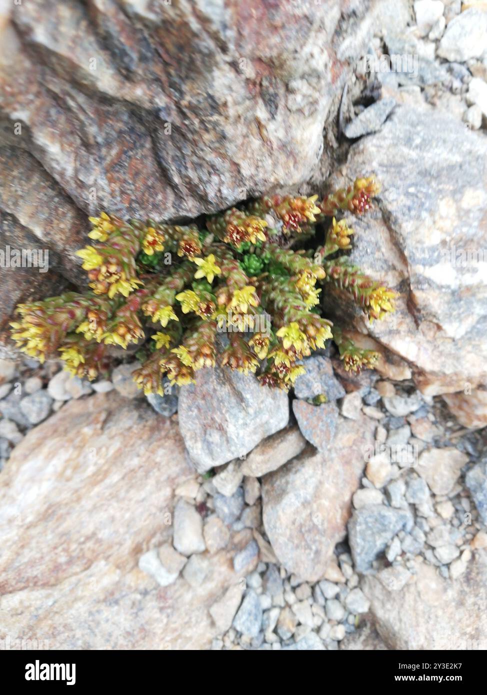 Alpine Stonecrop (Sedum alpestre) Plantae Stock Photo - Alamy