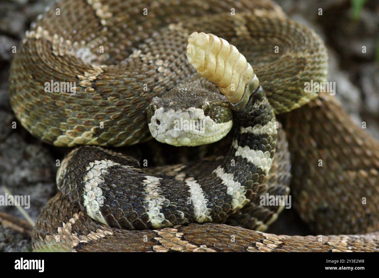 Northern Pacific Rattlesnake (Crotalus oreganus oreganus) Reptilia ...
