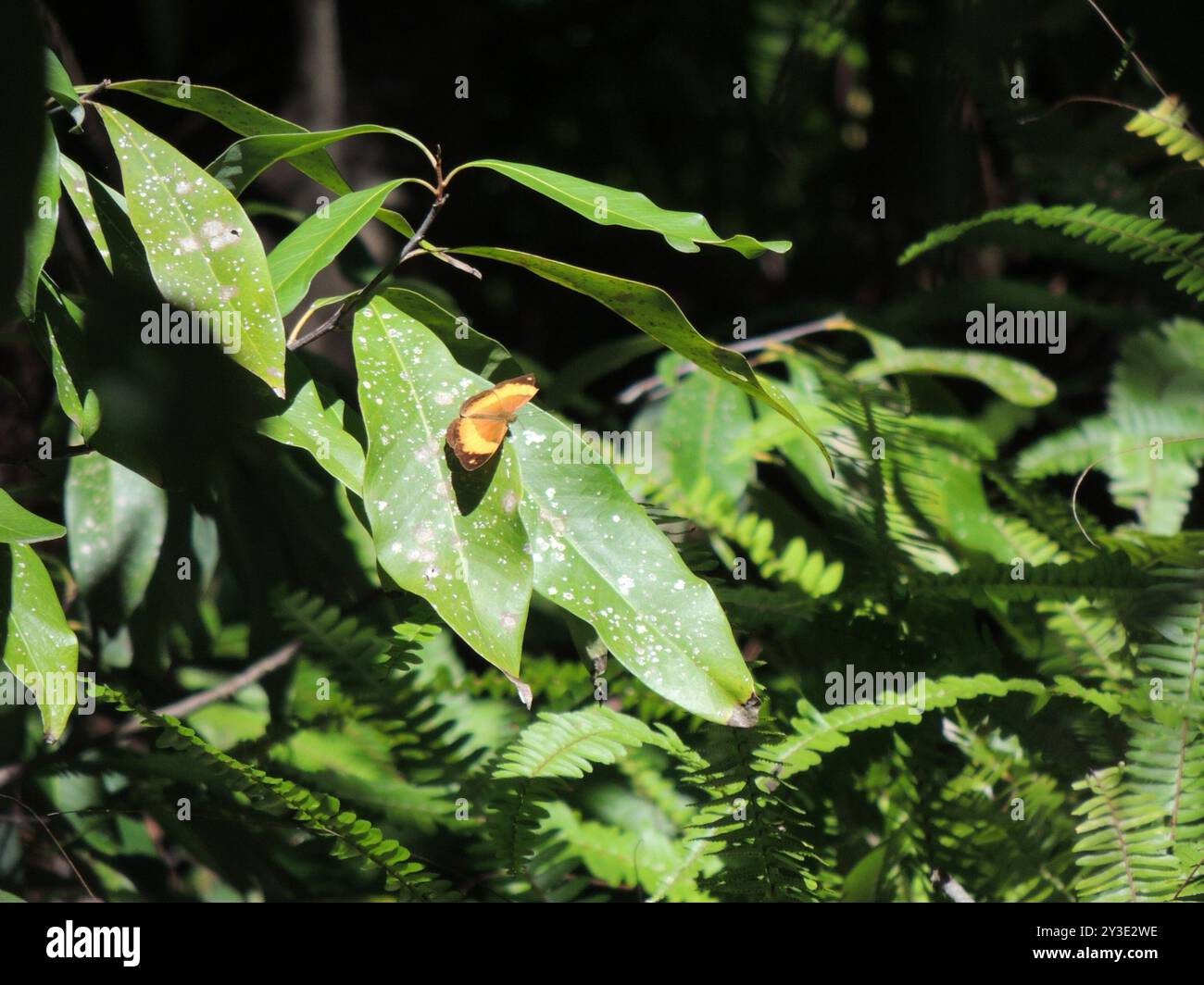 Cupha prosope hi-res stock photography and images - Alamy