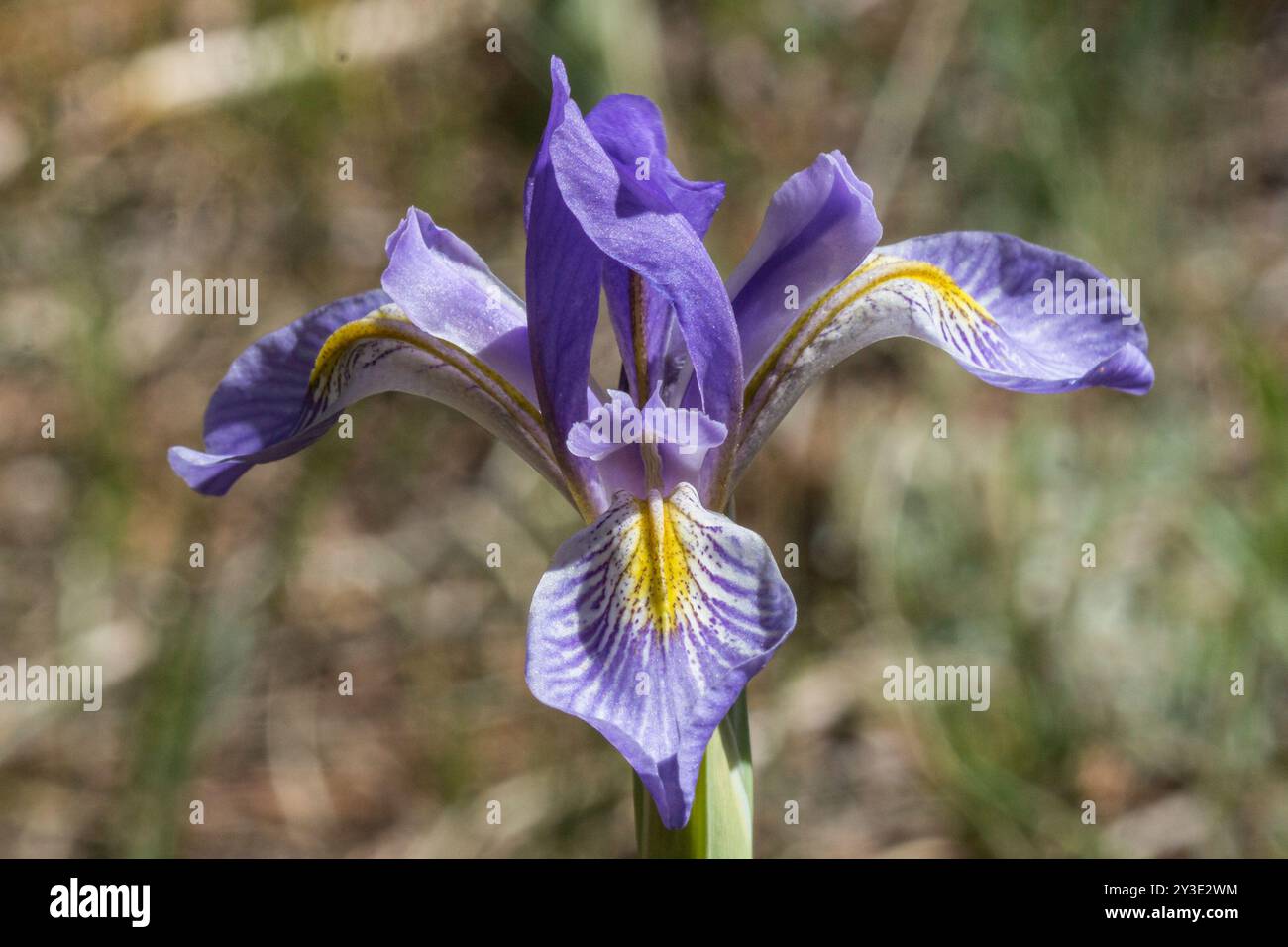 western blue flag (Iris missouriensis) Plantae Stock Photo - Alamy