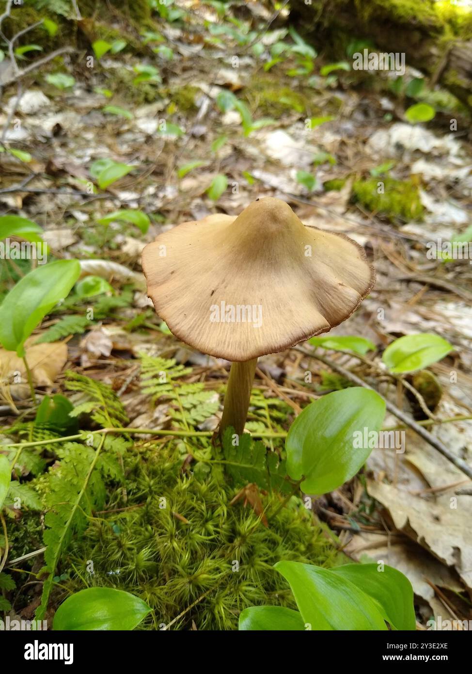Straight-stalked Entoloma (Entoloma strictius) Fungi Stock Photo - Alamy