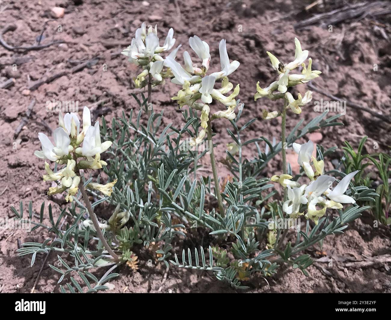 Yellow Milkvetch (Astragalus flavus) Plantae Stock Photo - Alamy