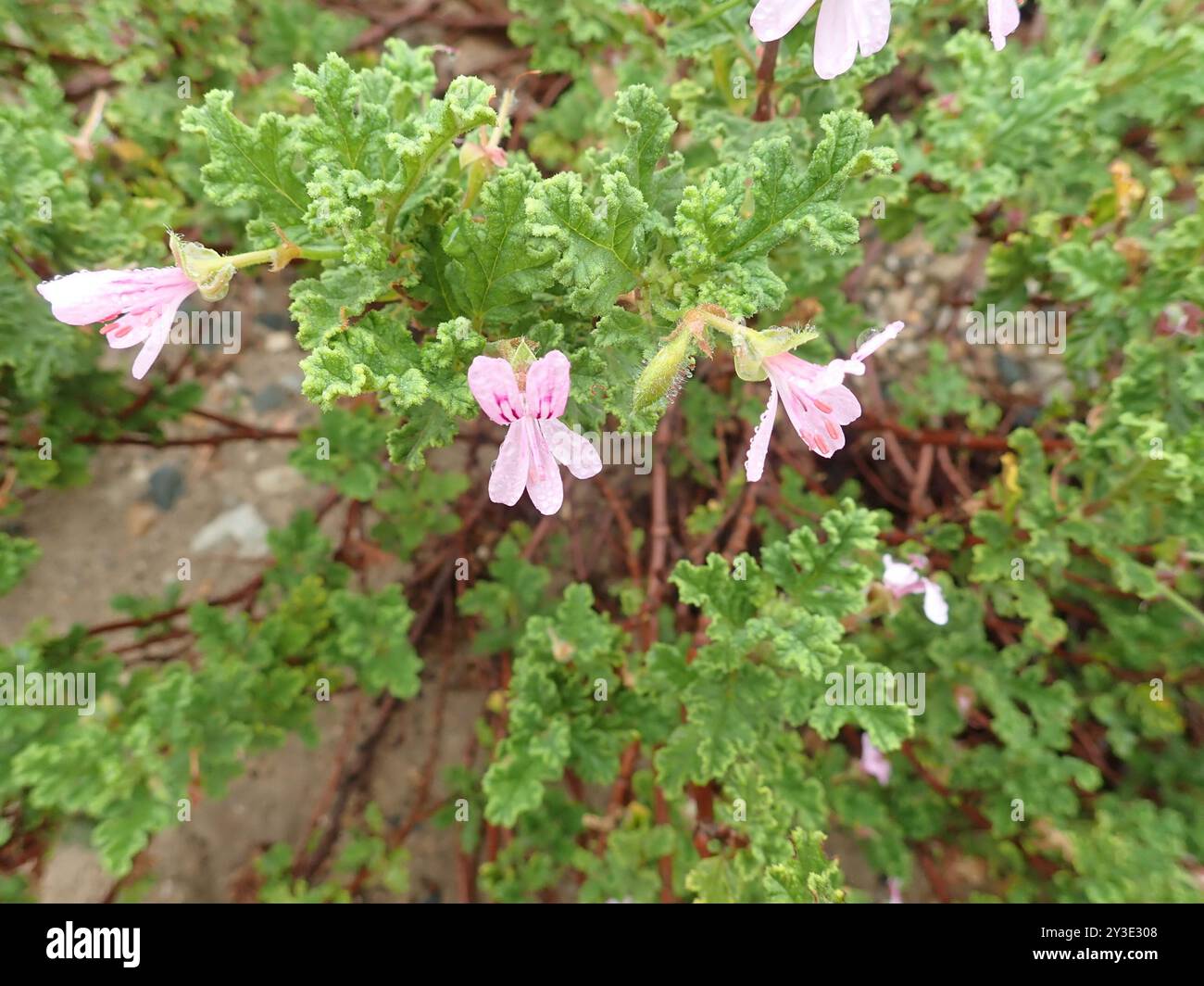 oak-leaved geranium (Pelargonium quercifolium) Plantae Stock Photo - Alamy