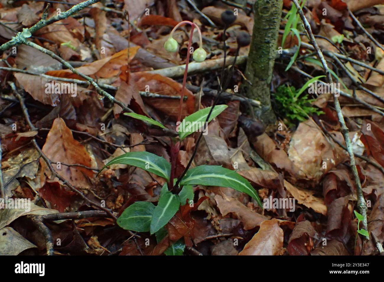 striped wintergreen (Chimaphila maculata) Plantae Stock Photo - Alamy