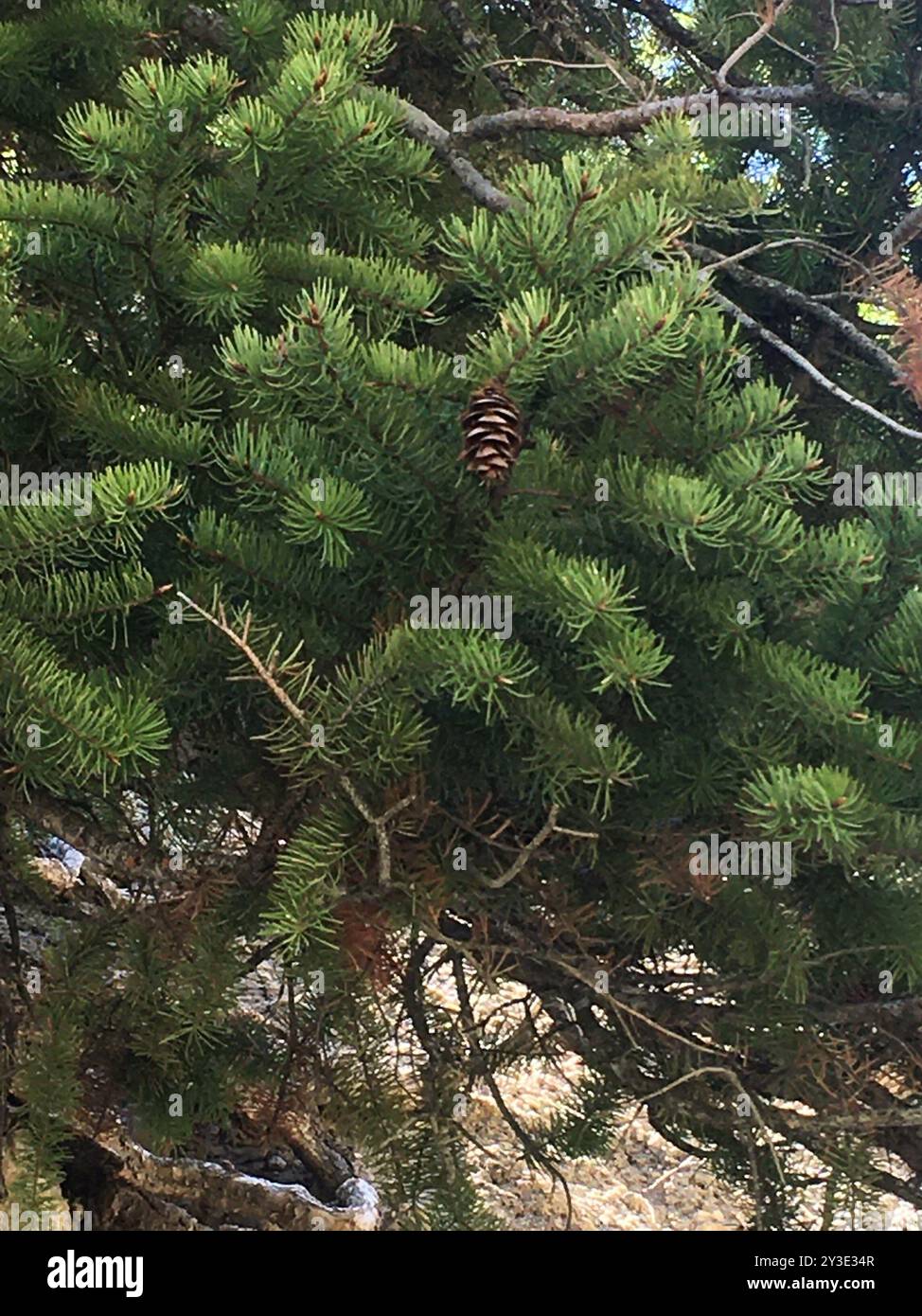 pine family (Pinaceae) Plantae Stock Photo - Alamy