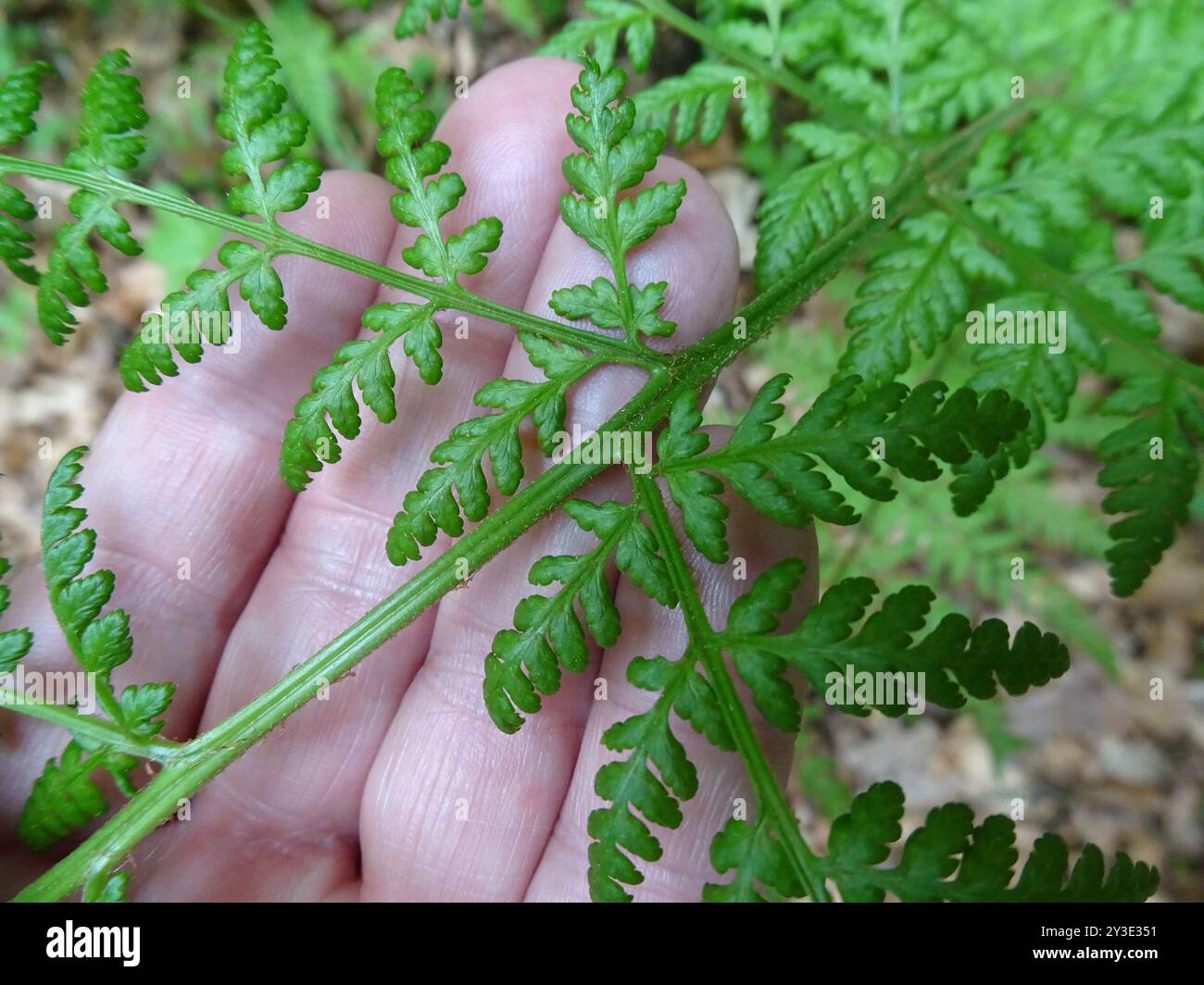 broad buckler-fern (Dryopteris dilatata) Plantae Stock Photo - Alamy