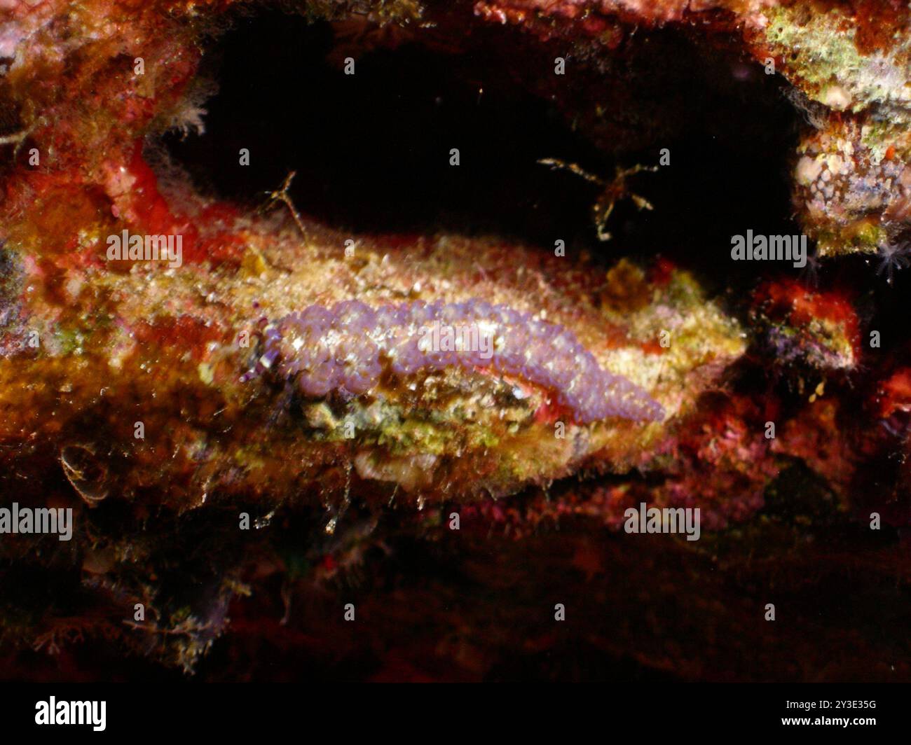 Blue Dragon (Pteraeolidia semperi) Mollusca Stock Photo - Alamy