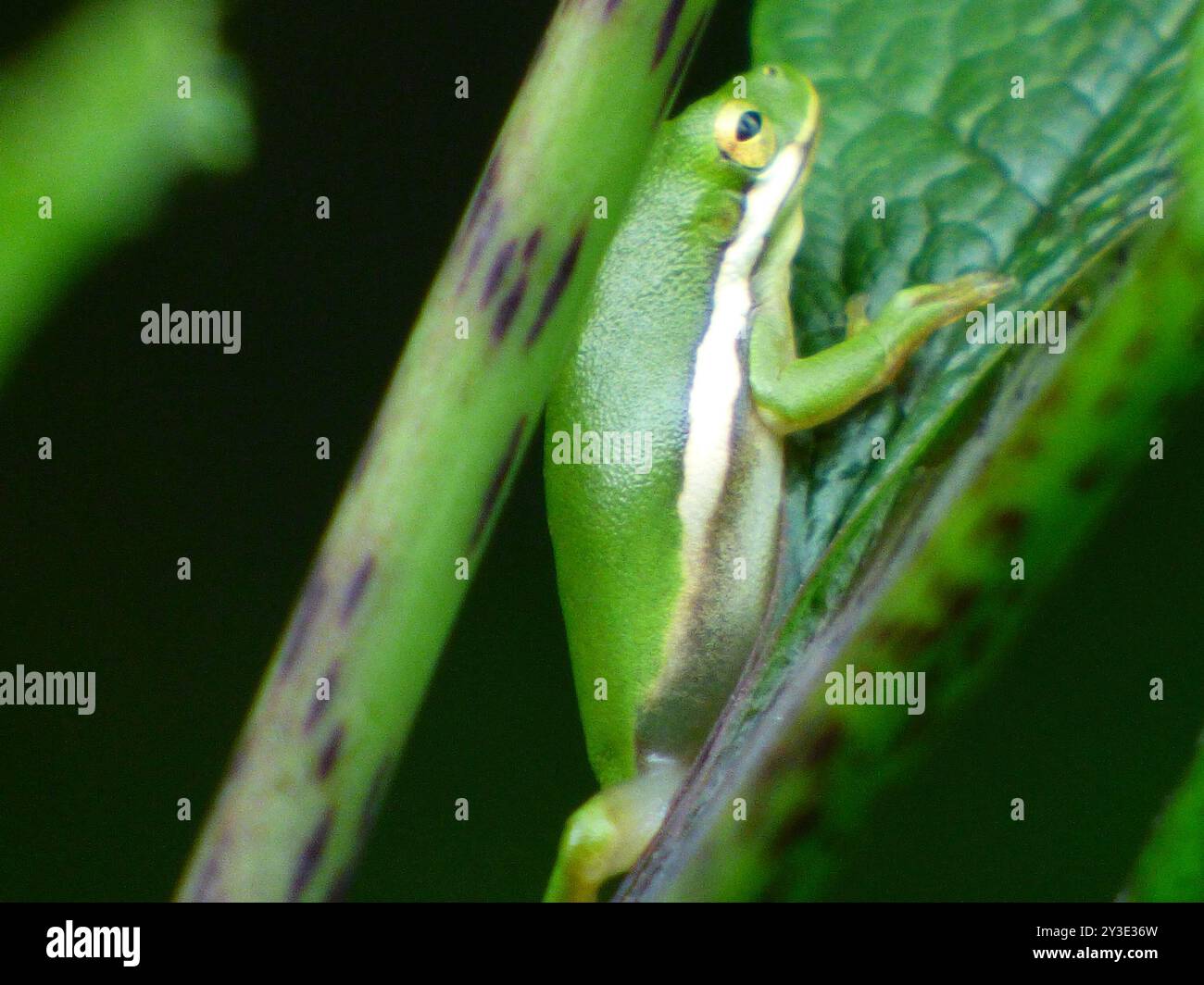 Green Treefrog (Hyla cinerea) Amphibia Stock Photo - Alamy