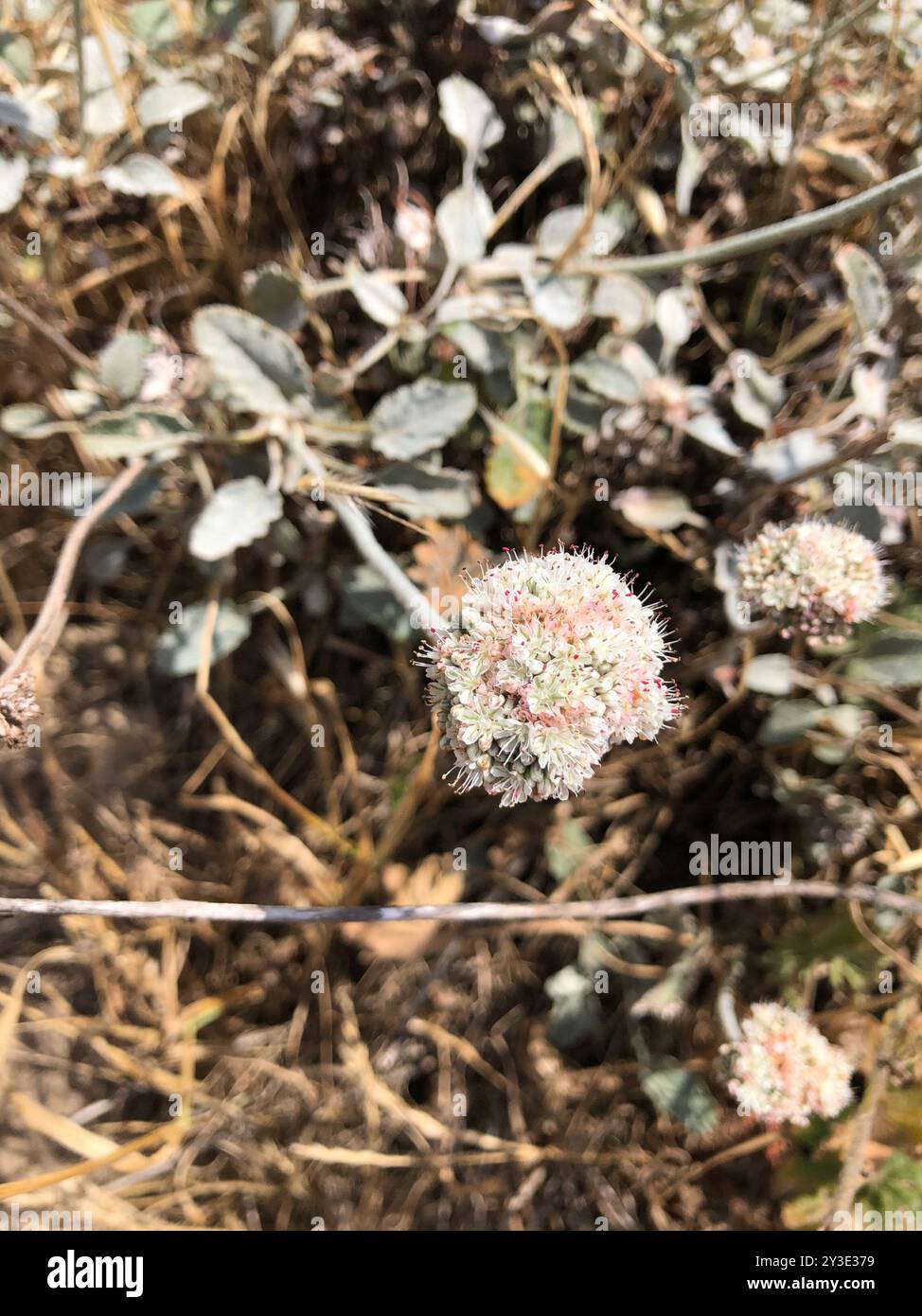 Seaside Buckwheat (Eriogonum latifolium) Plantae Stock Photo - Alamy