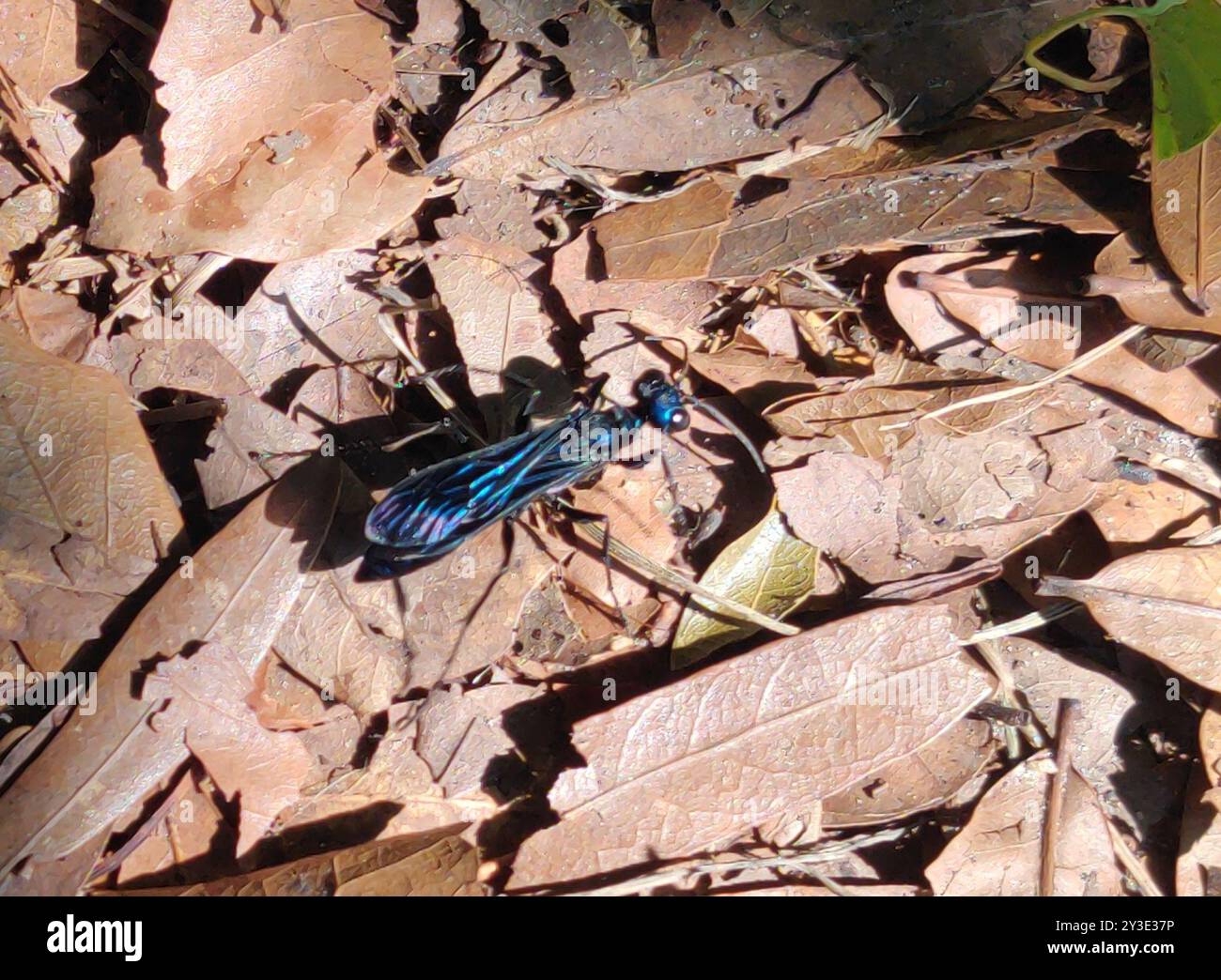 Steel-blue Cricket-hunter Wasp (Chlorion aerarium) Insecta Stock Photo ...