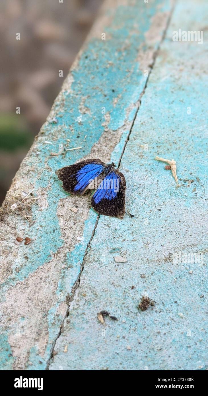 Gossamer-winged Butterflies (Lycaenidae) Insecta Stock Photo - Alamy