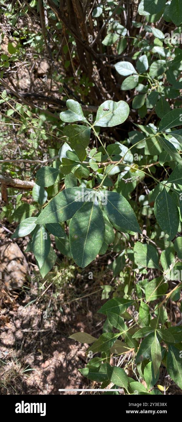common hoptree (Ptelea trifoliata) Plantae Stock Photo - Alamy