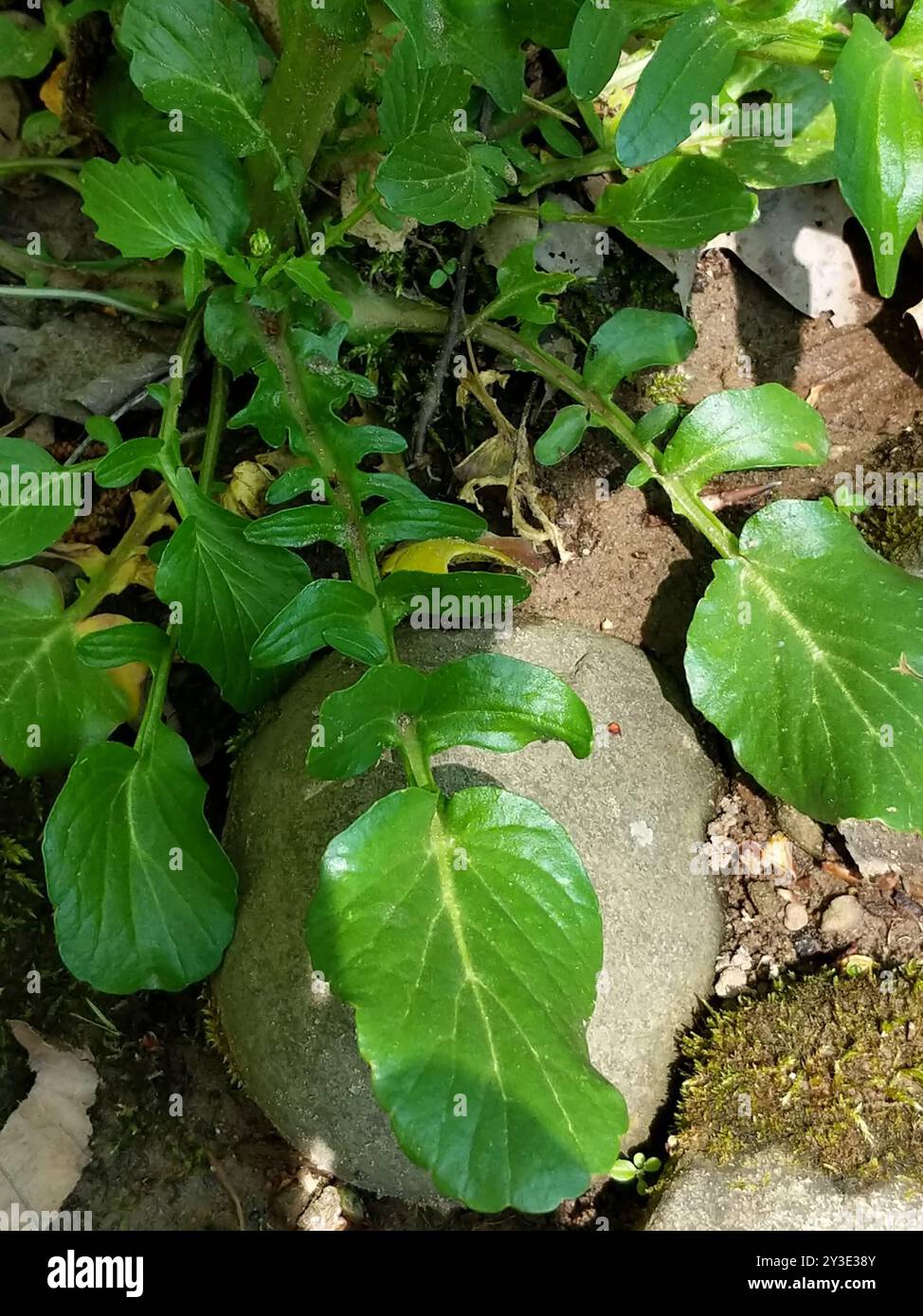 land cress (Barbarea verna) Plantae Stock Photo - Alamy