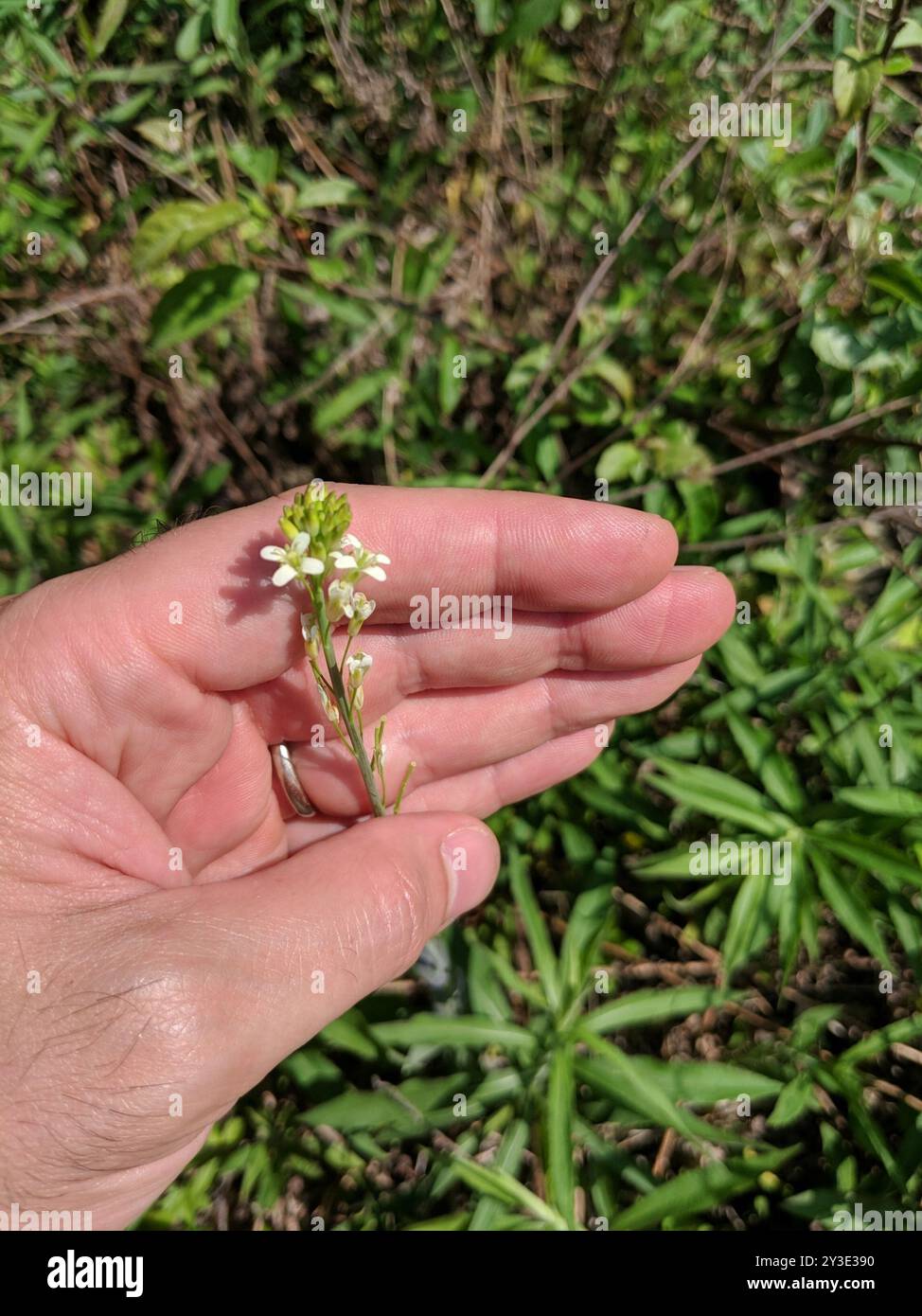 Tower Mustard (Turritis glabra) Plantae Stock Photo - Alamy