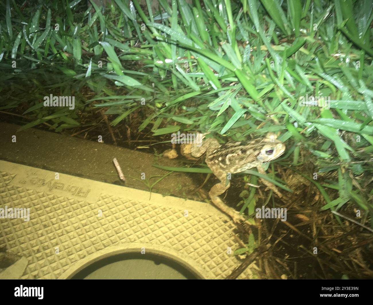 Cane Toad (Rhinella marina) Amphibia Stock Photo - Alamy